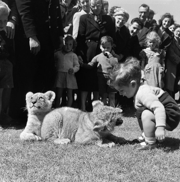 The animals of London Zoo in the 1950s | London Museum